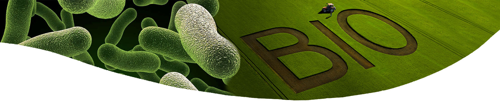 Patented Water Soluble Humic Acid Granule with Sea Kelp and microbes